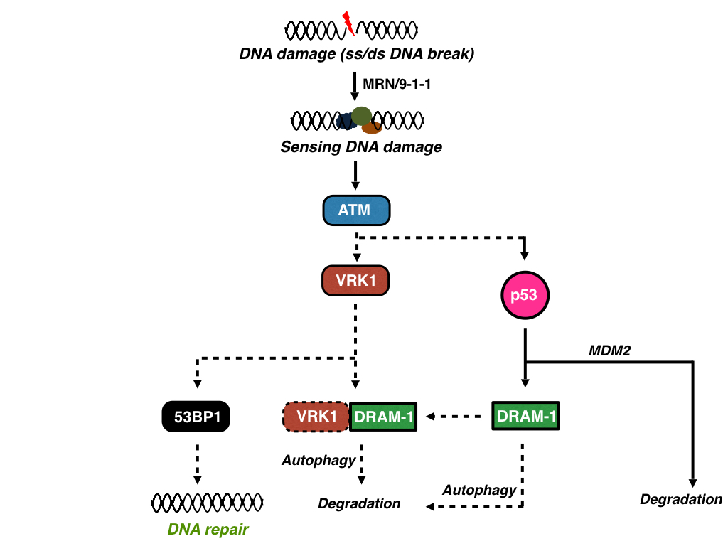 Virology tidbits: ZIKV: ATM dependent signalling, VRK1, autophagy and ...