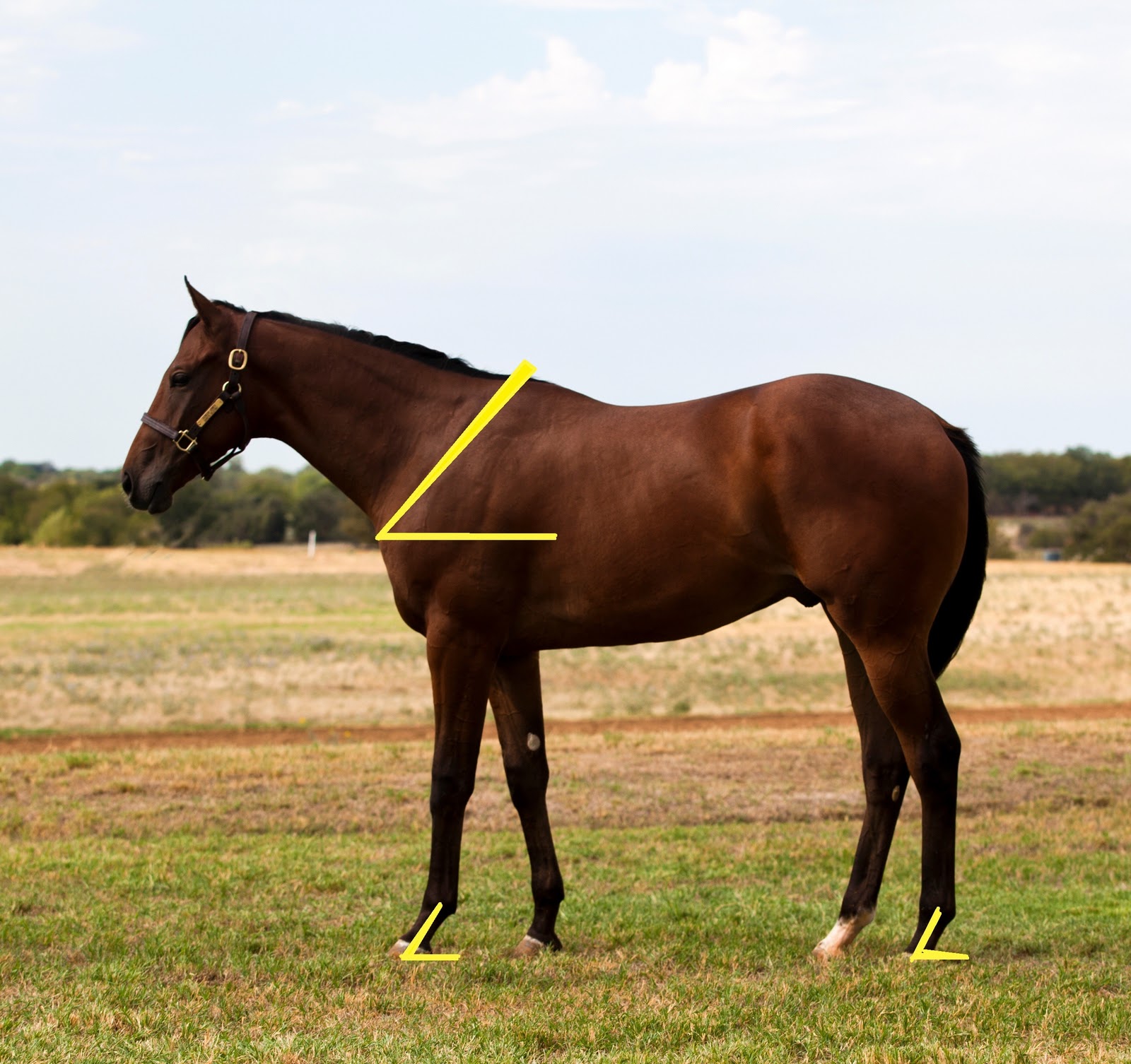 Past the Grandstand: "That's a Good-Looking Horse"