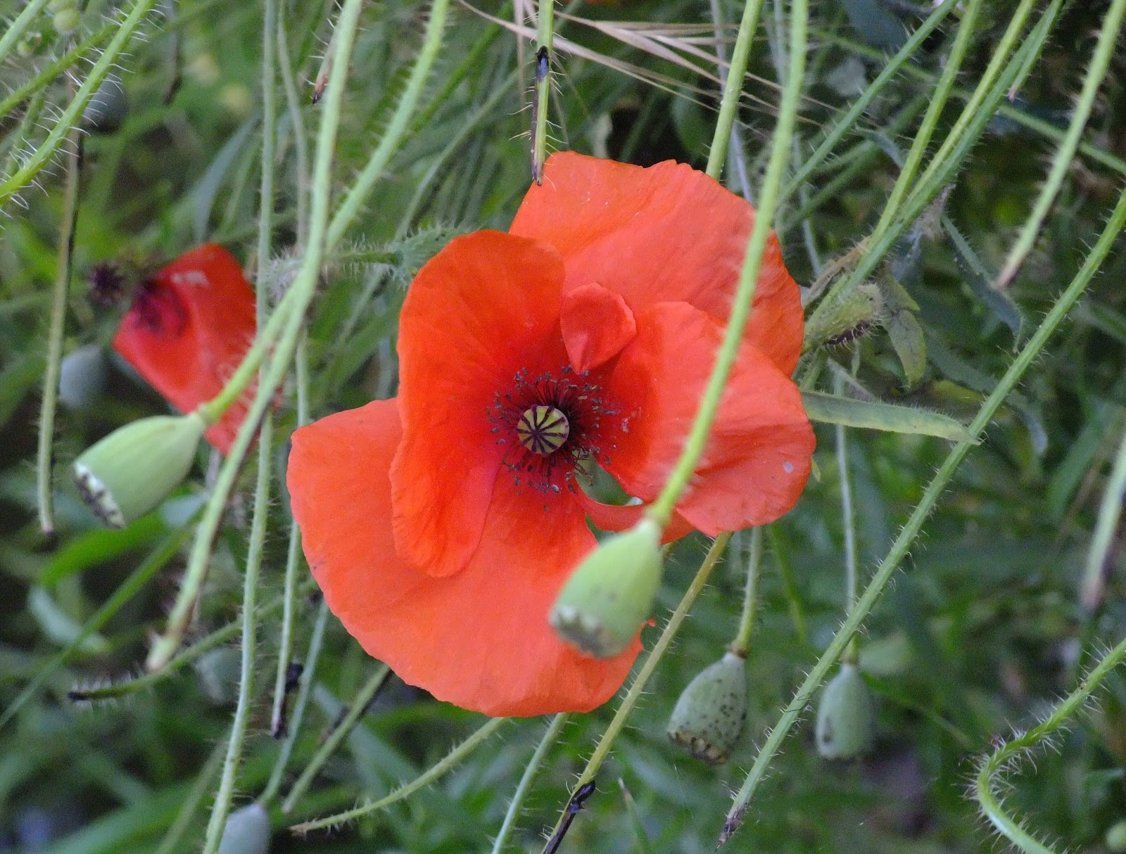 Remembering the fallen heroes of New Whittington WW1: NORMAN ROSE