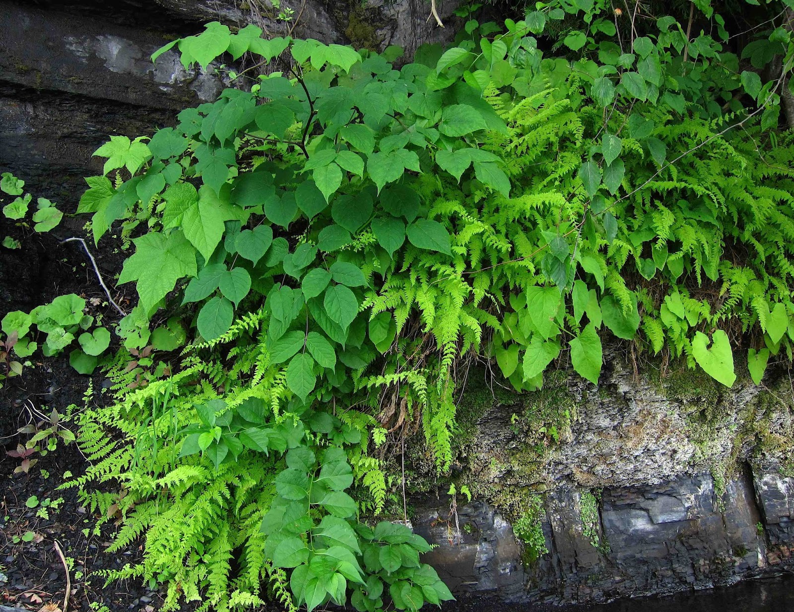 Saratoga woods and waterways: On the Hunt for the Missing Plants