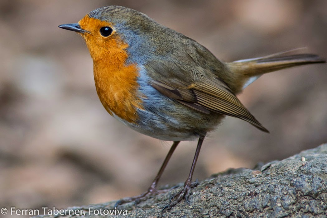 Visions del món: Erithacus rubecola, pit roig