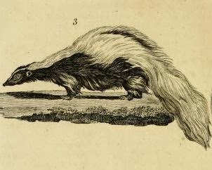 HISTORIAS ZOOLOGICAS: EL ZORRINO (Conepatus chinga) - HIJO DEL DIABLO VIEJO