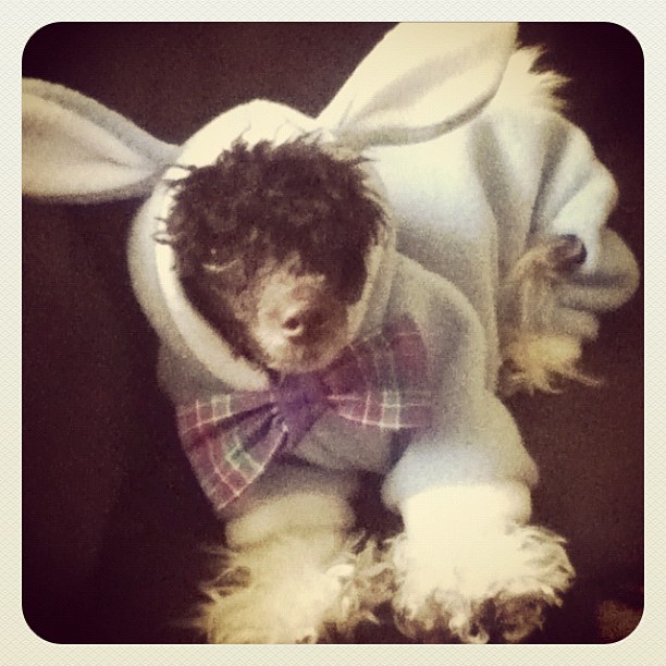 Huxtable The Poodle | Toy Poodle Blog | Parti Poodle: A Happy Toy ...