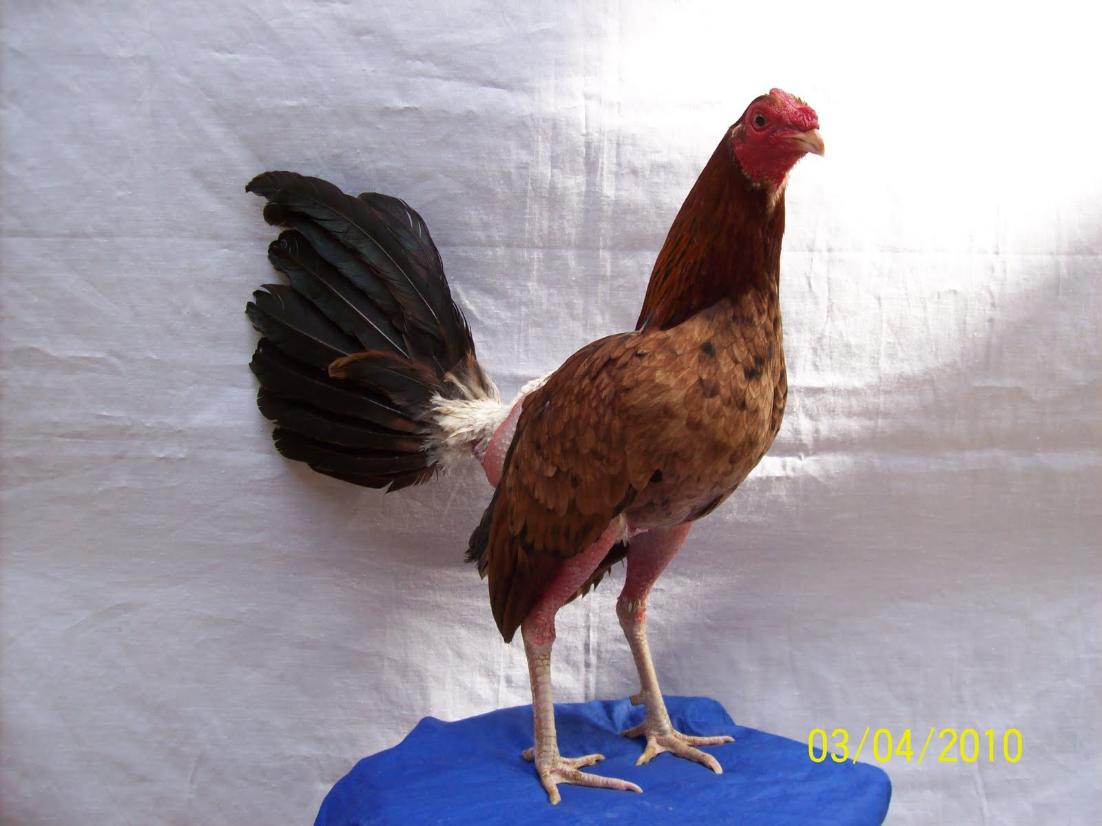 GALLOS FINOS: GALLINOS