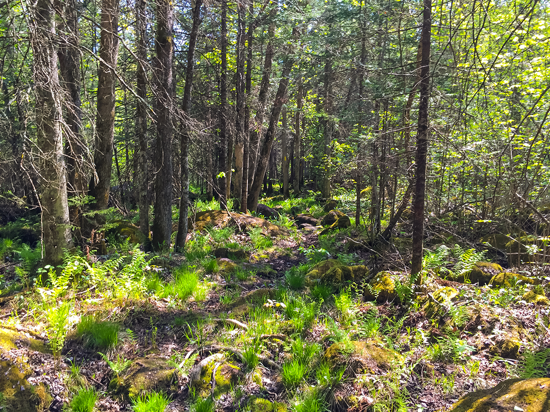Wisconsin Explorer: Hiking the Ice Age Trail Plover River Segment