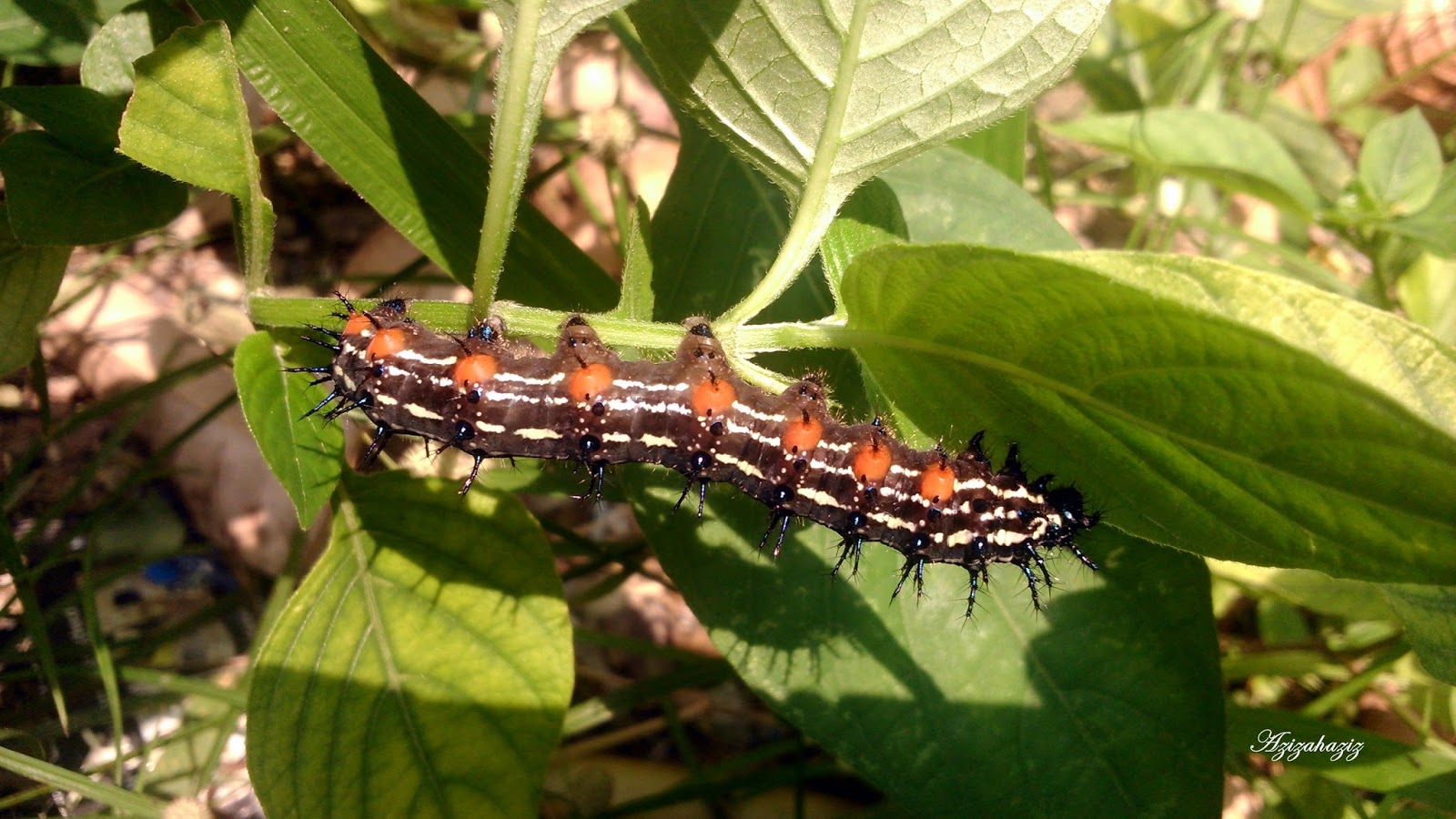 Coretanku: Ulat bulu / ulat beluncas