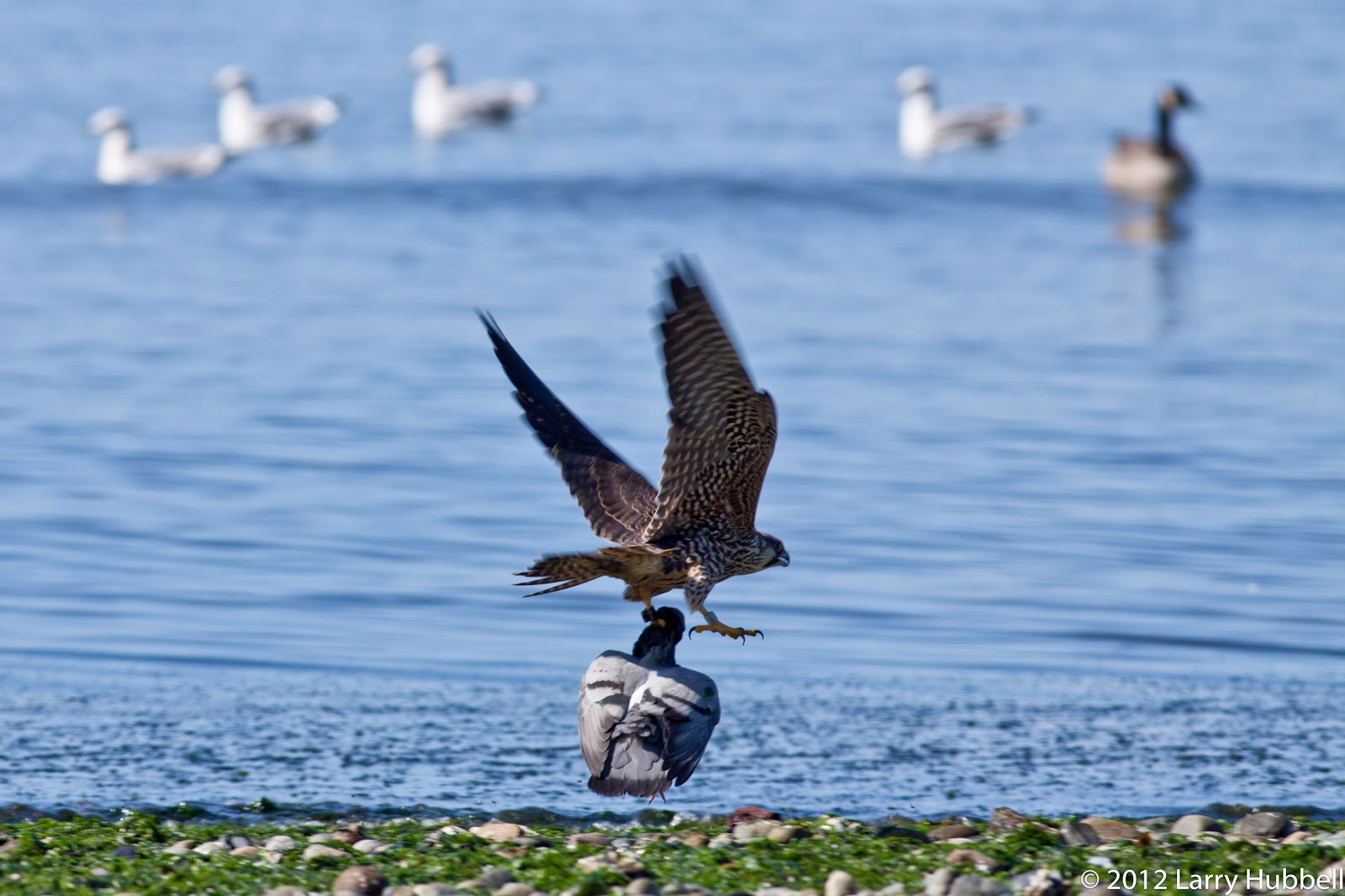 Union Bay Watch : The Fastest Birds on Earth