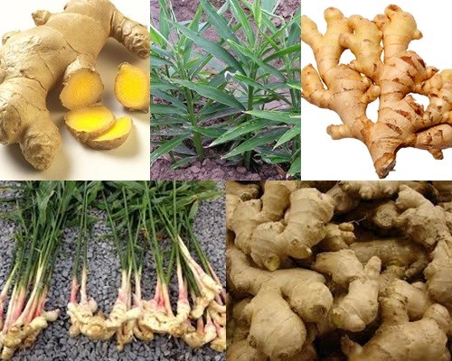 Science in Nature: INDIGENOUS MEDICINAL PLANTS AND PRACTICES IN ...