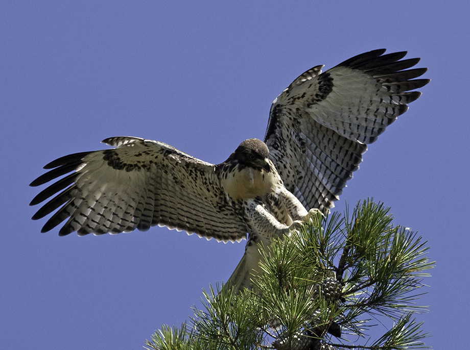 Fanatic Cook: The Curious Hawk And The Angry Goose