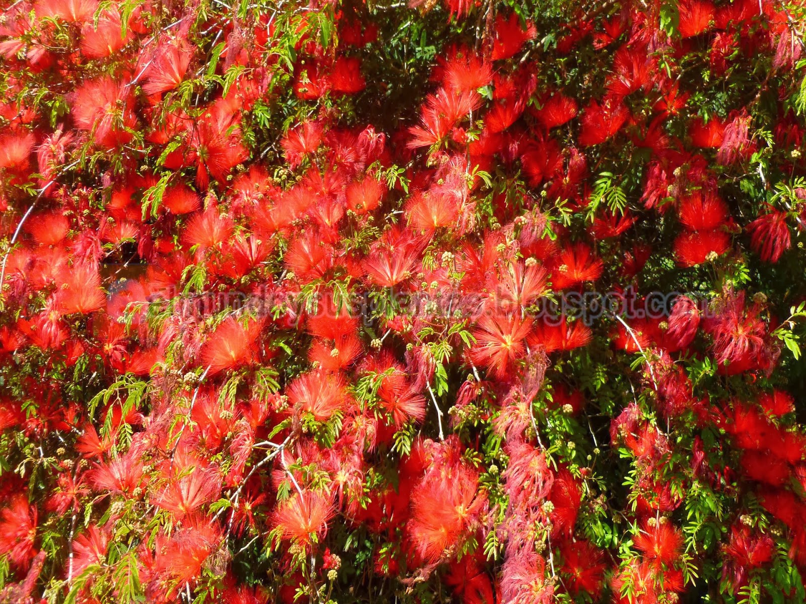 Nombre Científico o Latino Calliandra tweedii, nombre común o vulgar ...
