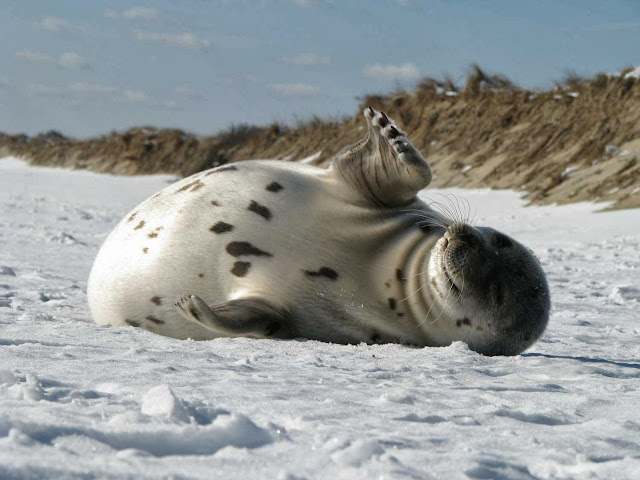 Descubre TU MUNDO: Descubre la belleza de la Foca Arpa (Harp Seal)