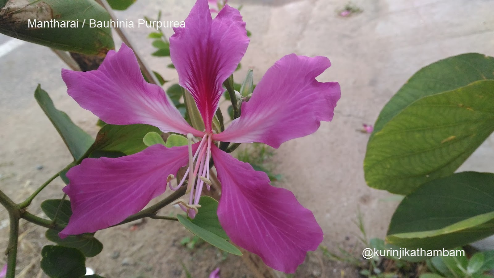 Flowers from My Cam: 19. Mandarai / Bauhinia Purpurea / Purple Camel's ...
