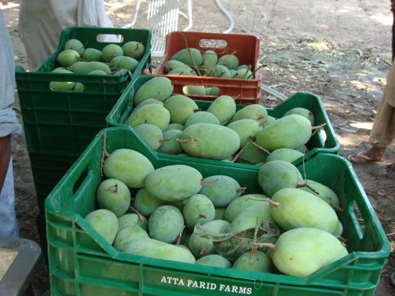 Mango Processing Procedure in Pictures