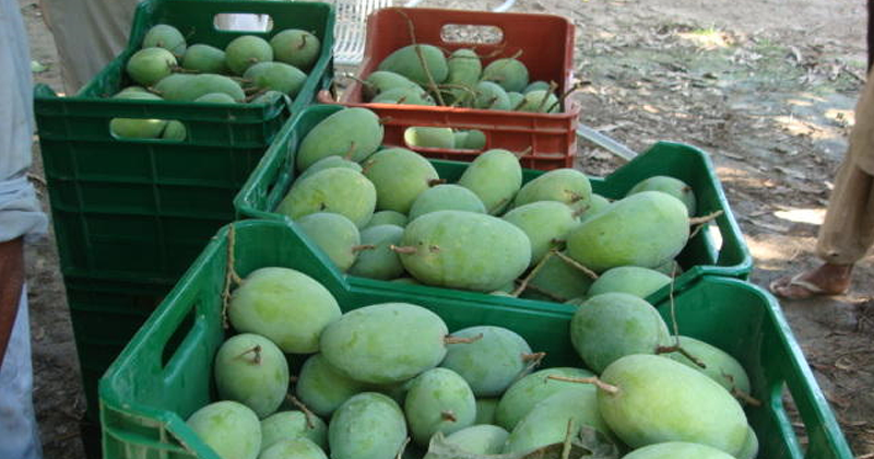 Fresh fruit of Pakistan