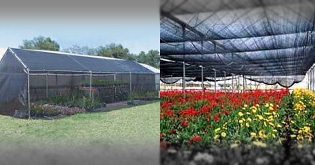 Waring Peneduh - anta