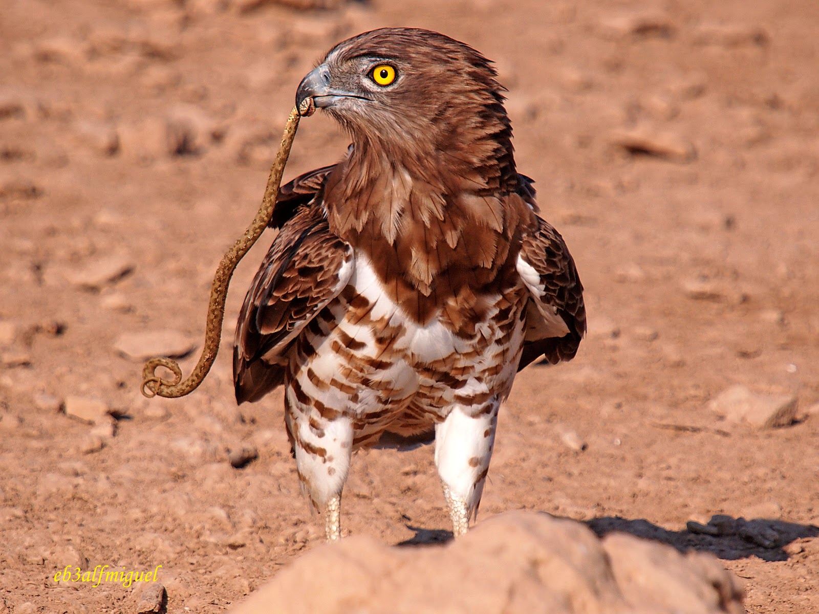 MIS AMIGAS LAS AVES: águila culebrera europea (Circaetus gallicus)
