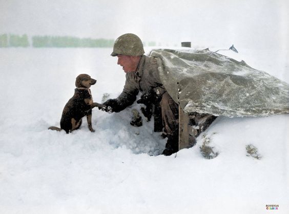 World War II in Pictures: Dogs of World War II