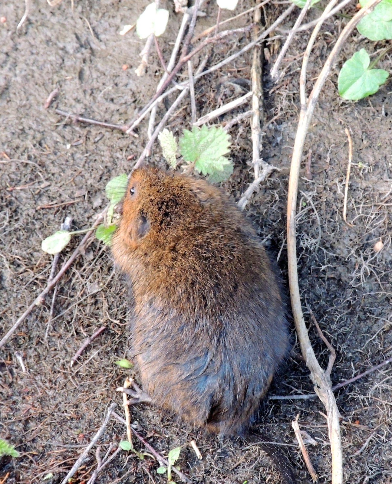 About a Brook: Voles and Amphibians