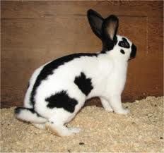 Breeds Rabbit: American Checkered Giant Rabbit