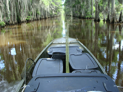 Caddo Lake Giant Salvinia Eradication Project: Large-Scale Weevil ...