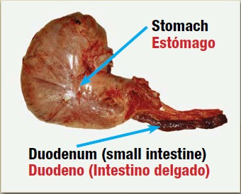 ANATOMÍA Y FISIOLOGÍA DEL CERDO