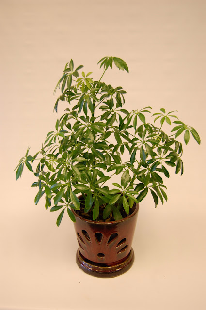 The Indoor Garden: How to Care for a Hawaiian Schefflera