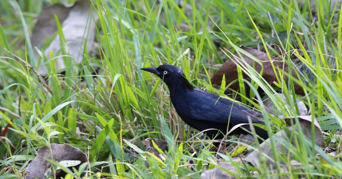 Photographicbirdlistomania: Greater Antillean Grackle (Quiscalus niger ...