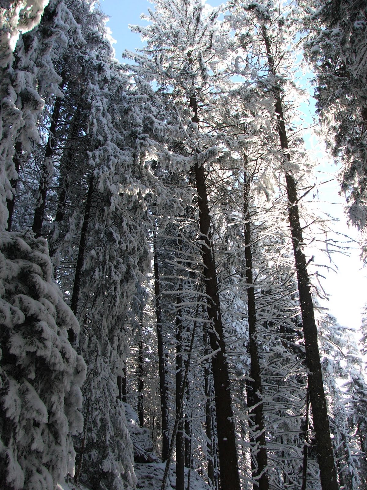 Poze si peisaje: Padure de brazi iarna