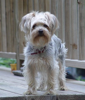 Puppy Dog Breeds Photos