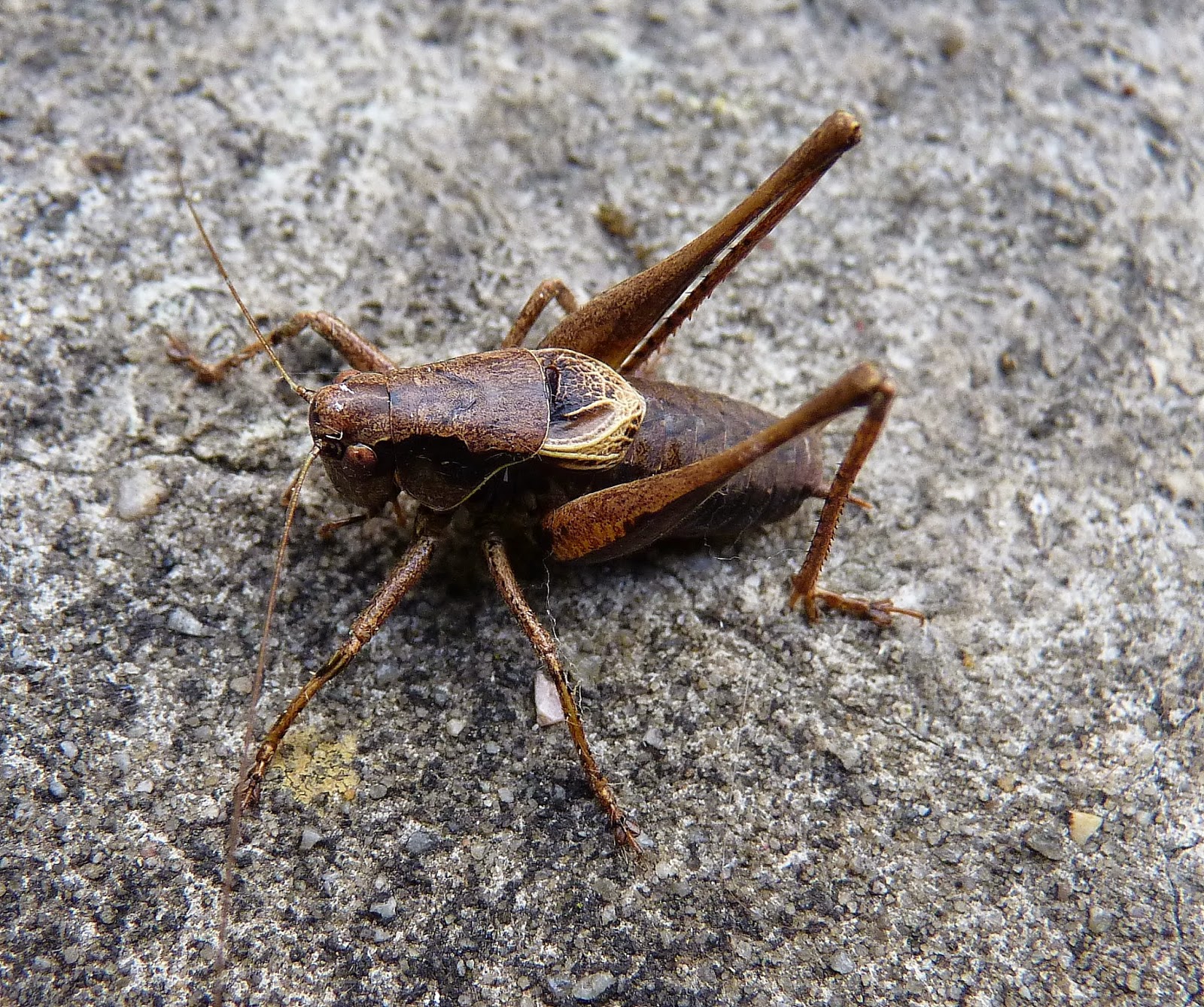 Birding Poole Harbour & Beyond: 25 Aug 14 - The Dorset Bush Crickets