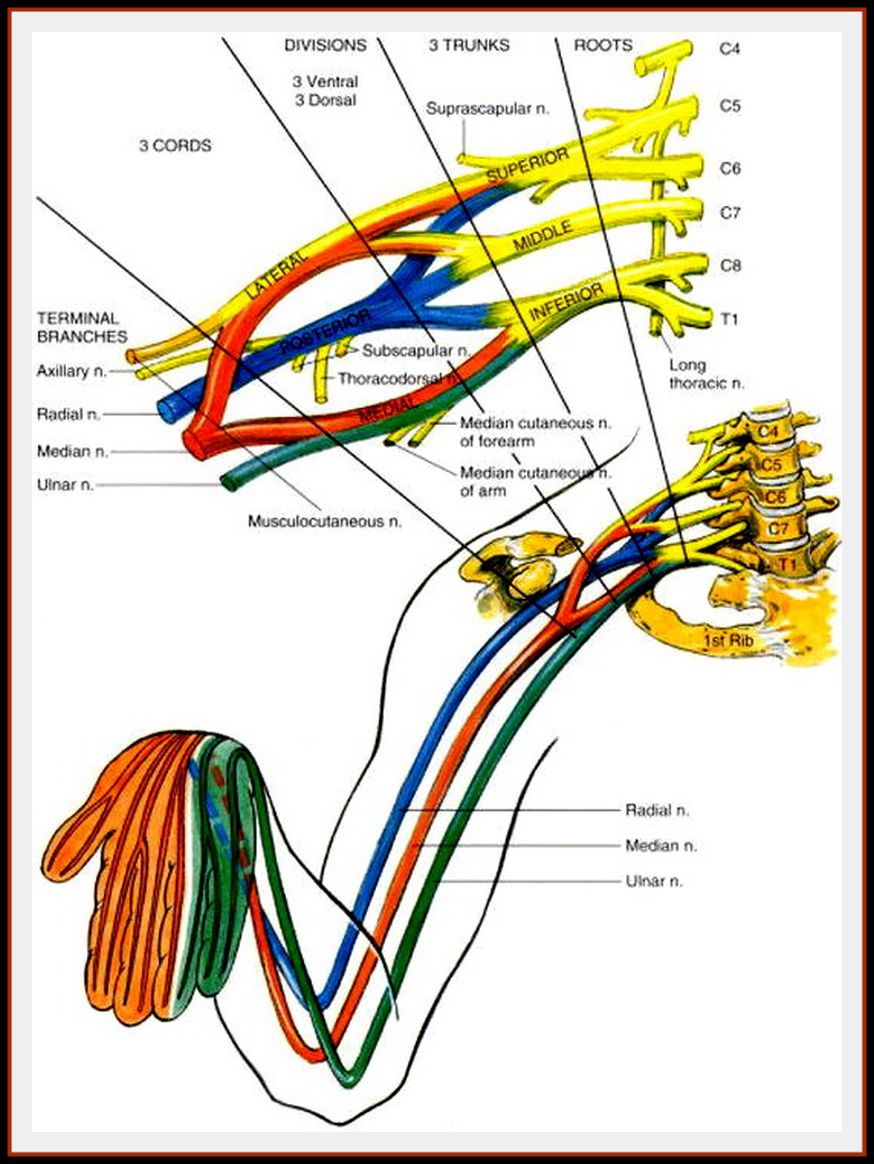 truthlady3: Dermatomes Dermal Segmentation