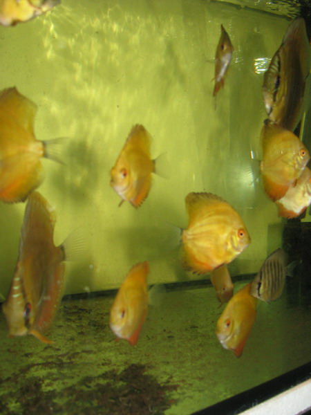 milloske-discus: Uparivanje i mrest riba