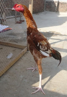 Gallos asiles su origen e historia