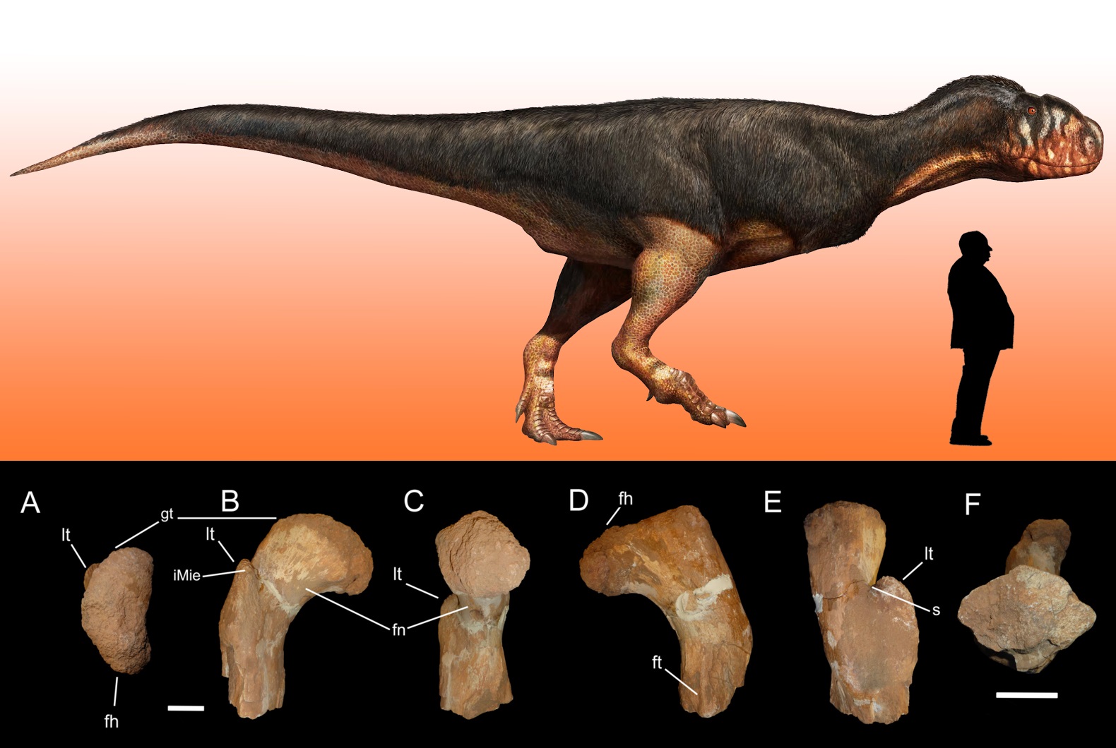 Species New to Science: [Paleontology • 2016] A Large Abelisaurid ...