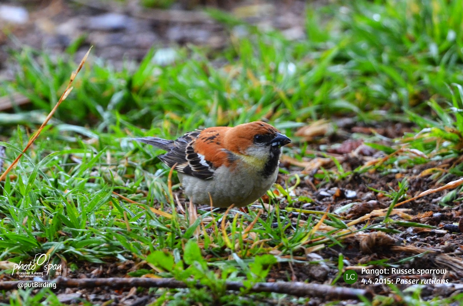 Russet sparrow (Male): Passer rutilans | Photo Span