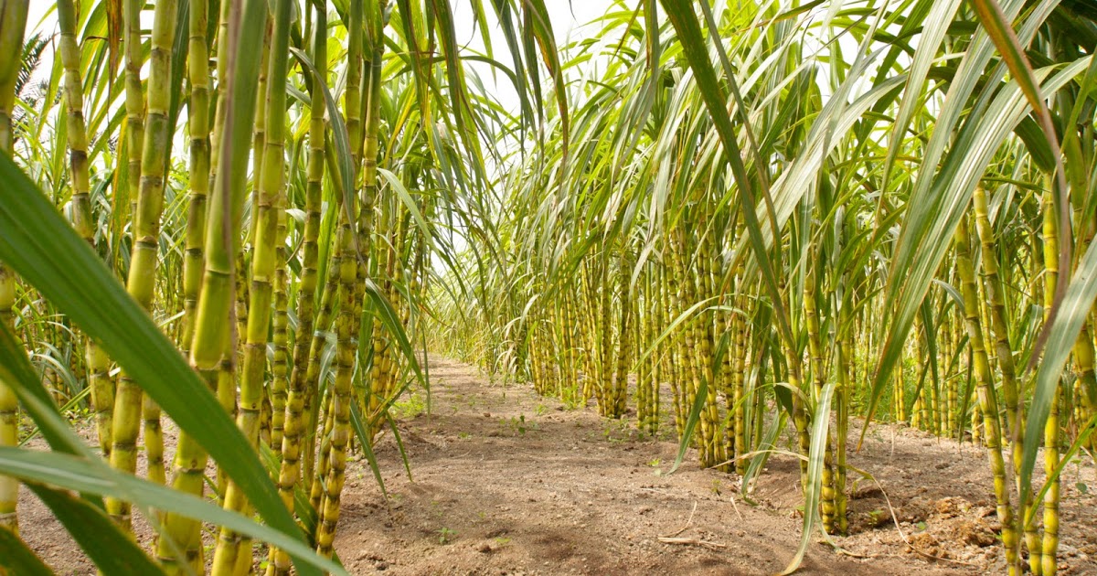 Esok Nanti ...: Karakteristik Gula Tebu