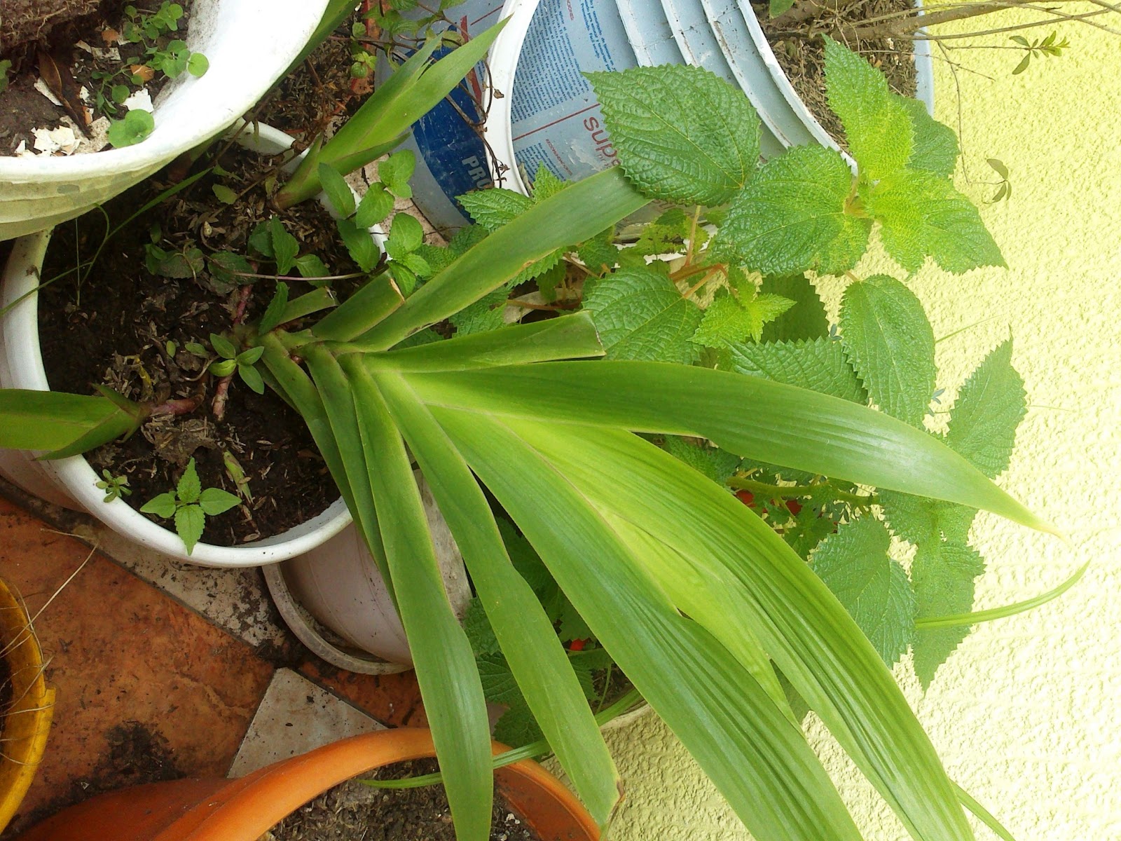 Plantas Medicinales: Verdadera Planta Mano de Dios