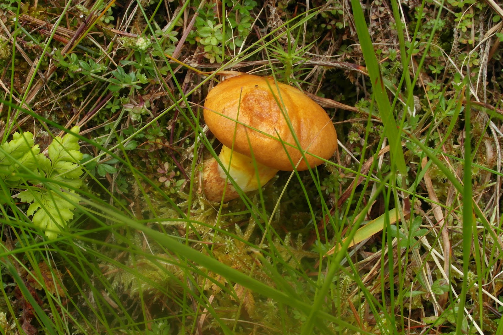 PAT COOKS: 'Slippery jacks' Suillus luteus