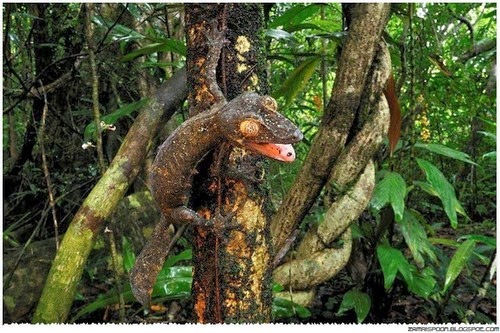 Keunikan Cicak Tokek Daun Setan Punyai Wajah Ngeri. - Gaban Comel
