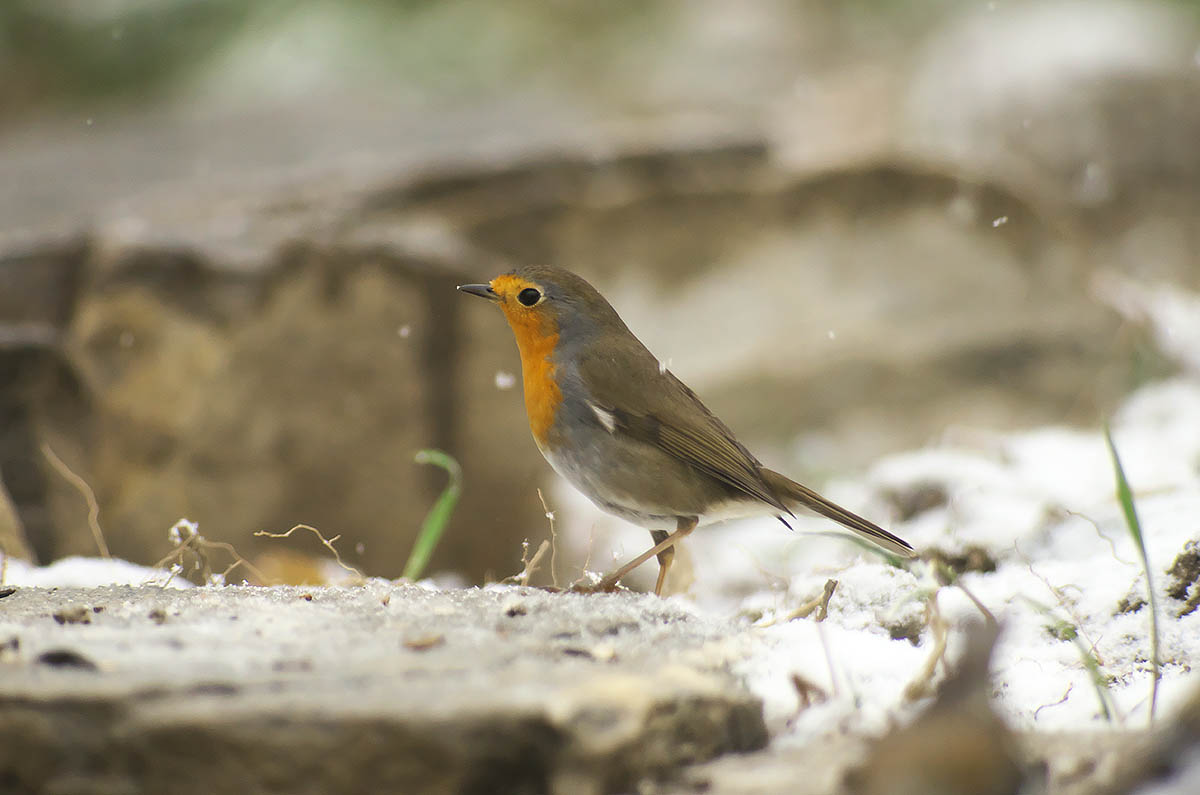 Riserva Naturale Regionale e Oasi WWF dei Ghirardi: Capanno fotografico ...