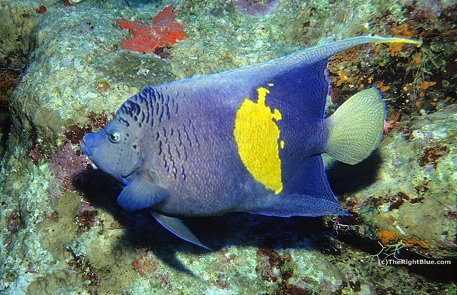 The Right Blue: The Yellowbar Angelfish (Pomacanthus maculosus)
