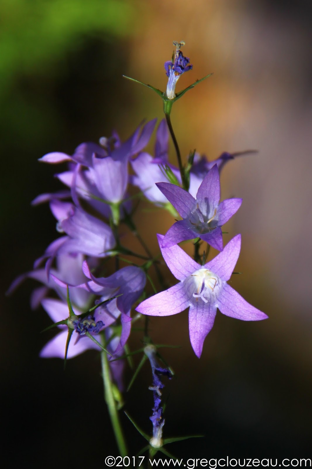 La Raiponce se cache aussi en forêt de Fontainebleau ~ FontaineBleau ...
