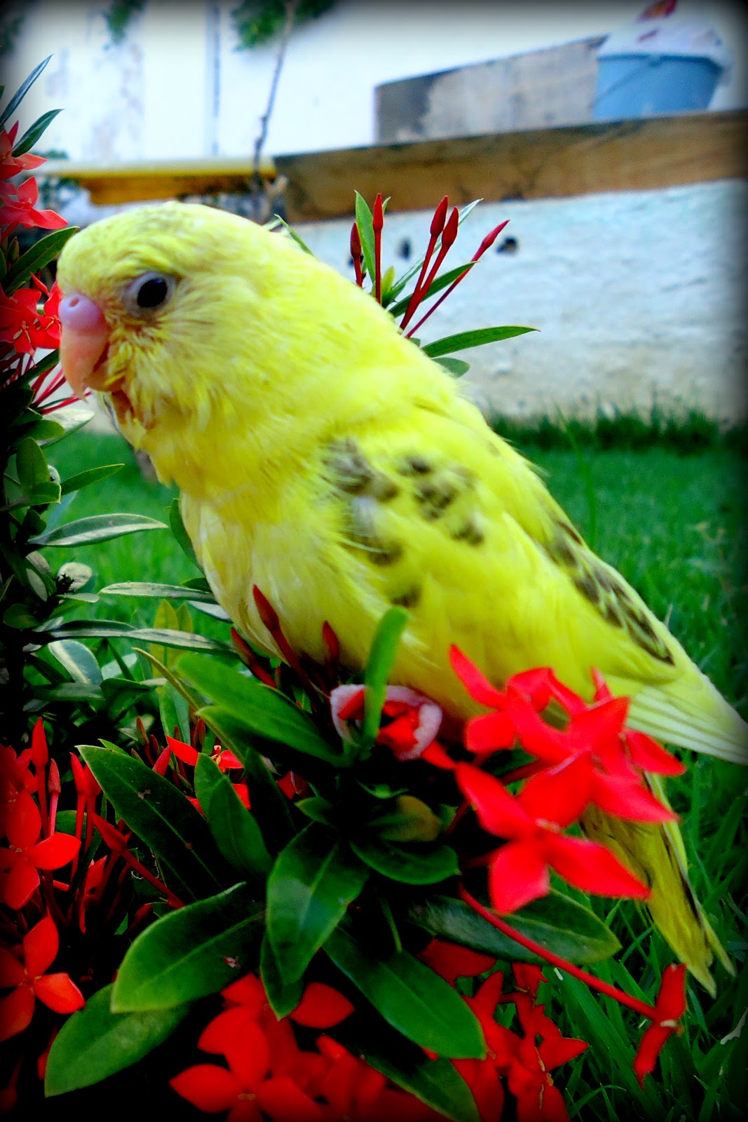 Tudo sobre os periquitos: maio 2012