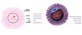 HISTOLOGÍA Y ORGANOGRAFÍA ANIMAL: Estructura del ovulo