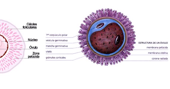 HISTOLOGÍA Y ORGANOGRAFÍA ANIMAL: Estructura del ovulo