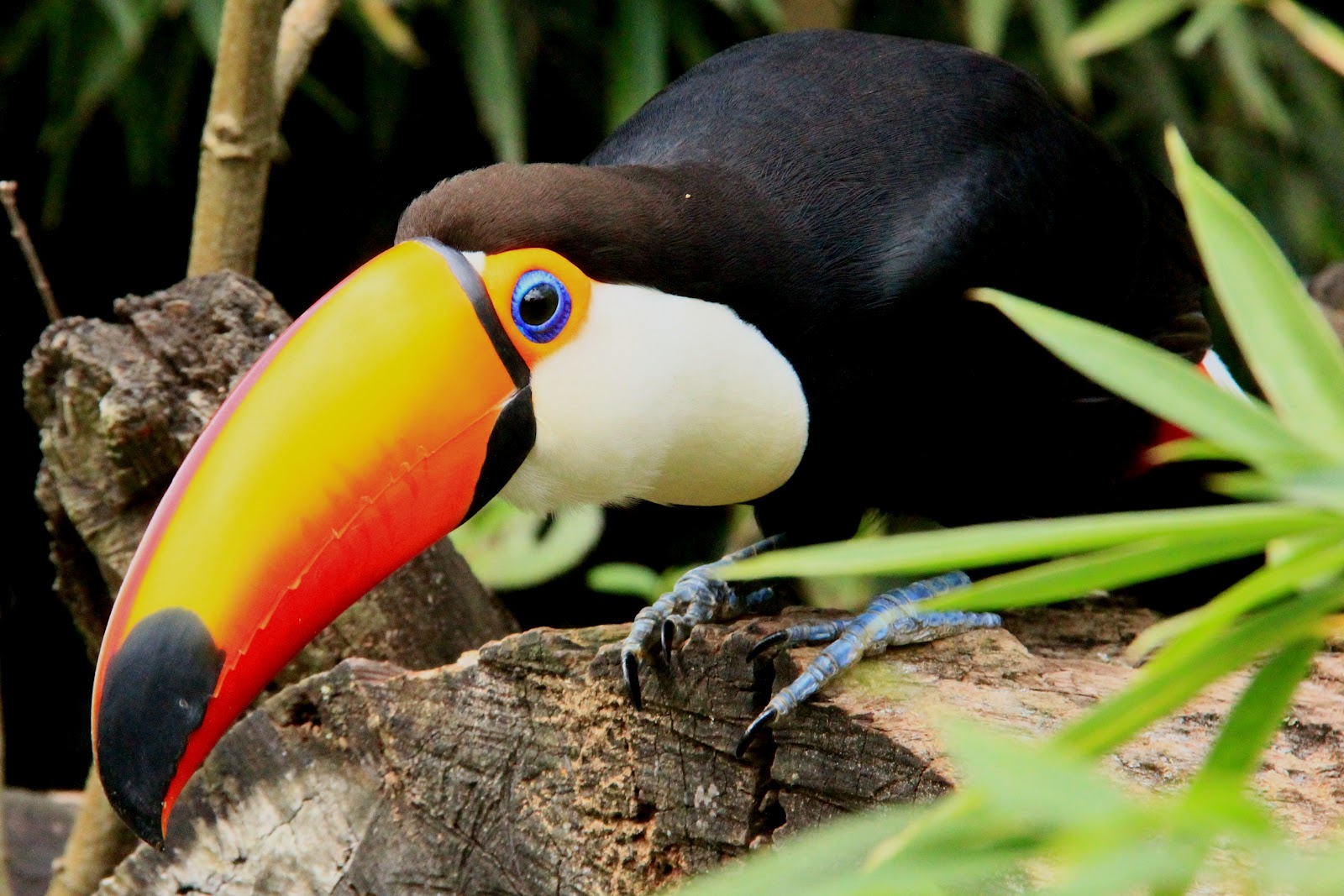 DOUGLAS FISCHER - Fotografias: TUCANO TOCO