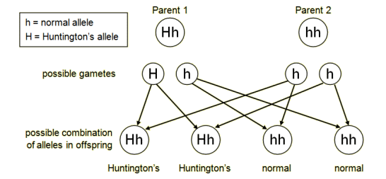 Medical Health Treatment and Therapy : Huntington's Disease