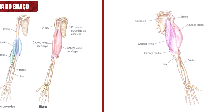 Anatomia Muscular - Bíceps/Tríceps - Musculação bio Vida | Notícias de ...