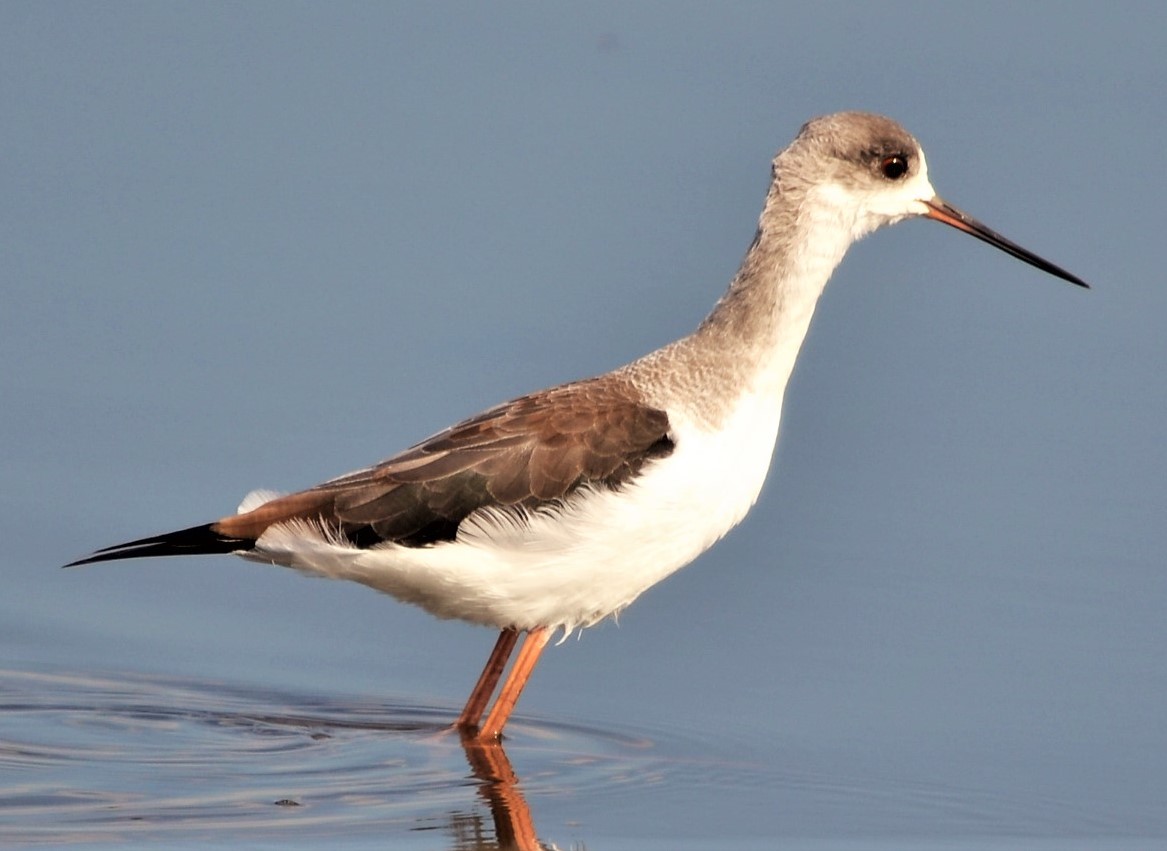 Imagens da vida animal: Pernilongo - Himantopus himantopus