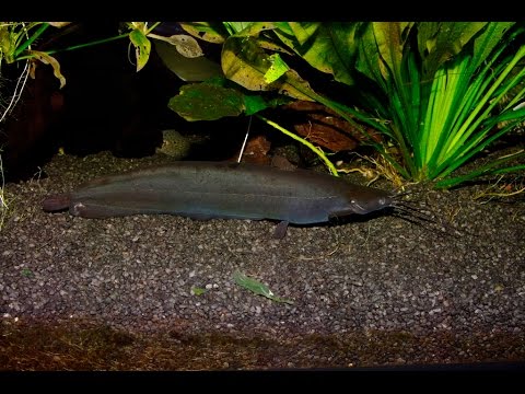 Heteropneustes fossilis - Stringing catfish - Hunga | FRESHWATER FISHES ...